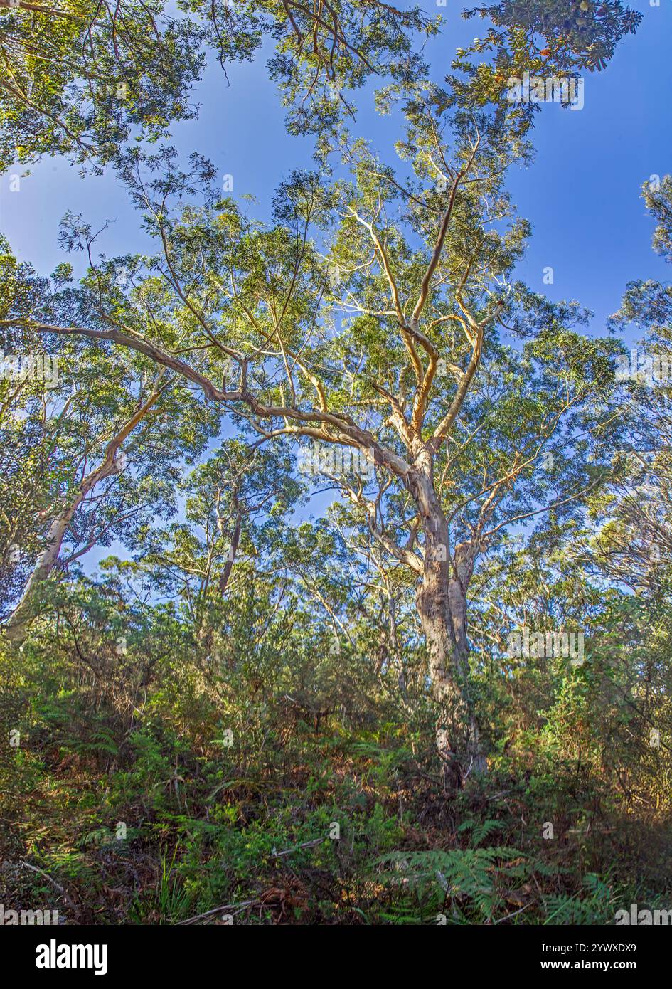 Massive tree with aerial roots and lush green canopy in Great Otway ...