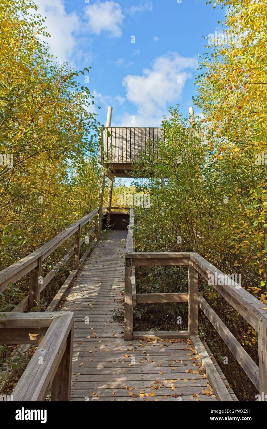 View of wooden path and Sylvöjärvi bird watching tower at in autumn with clouds in the sky ...