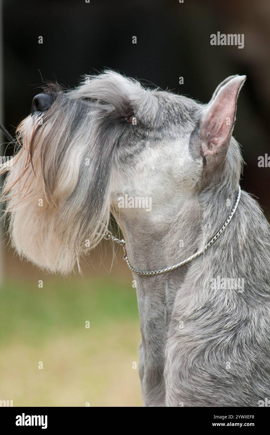 Standard Schnauzer close-up portrait headshot in profile view Stock ...