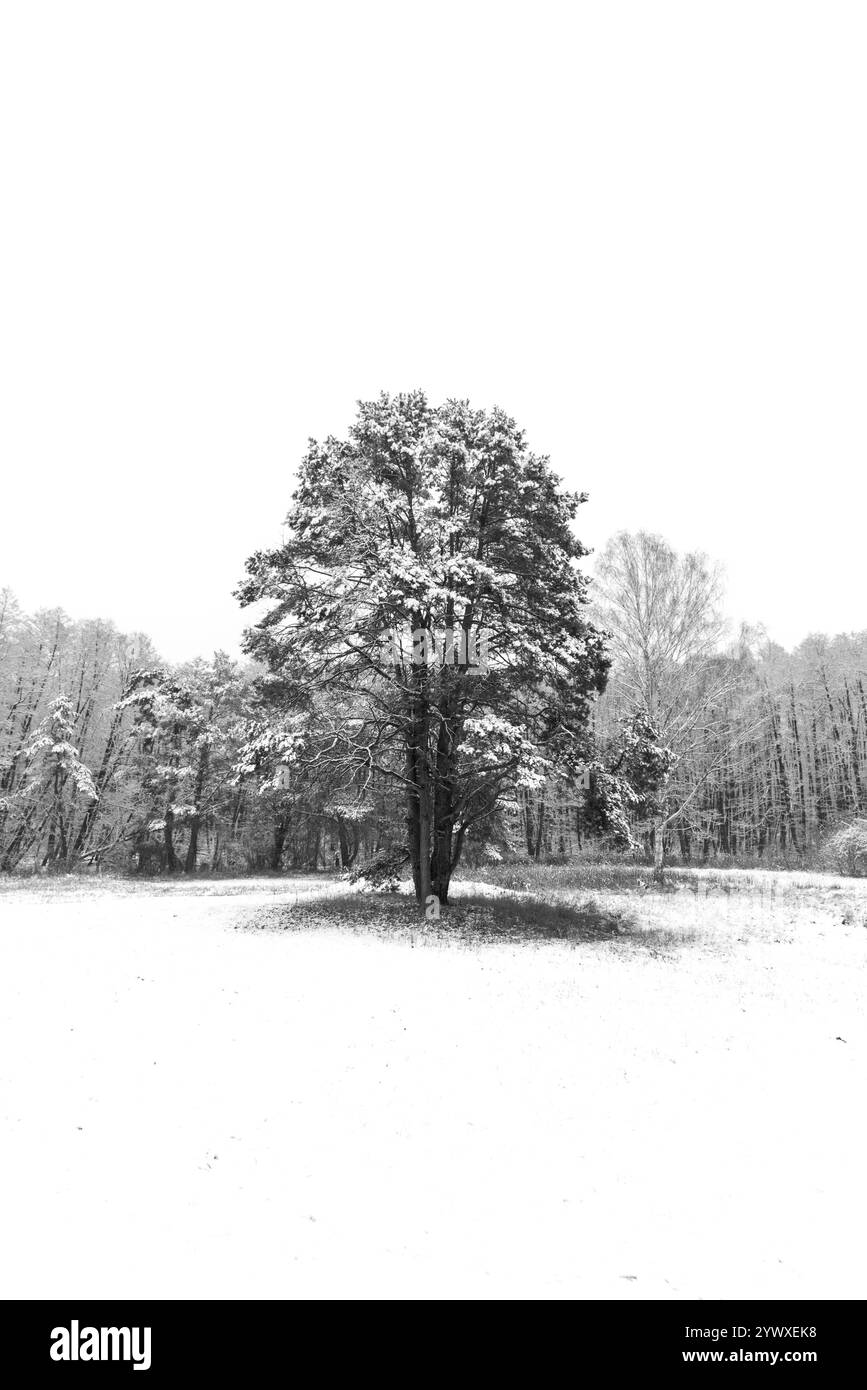 Single lonely tree winter Black and White Stock Photos & Images - Alamy