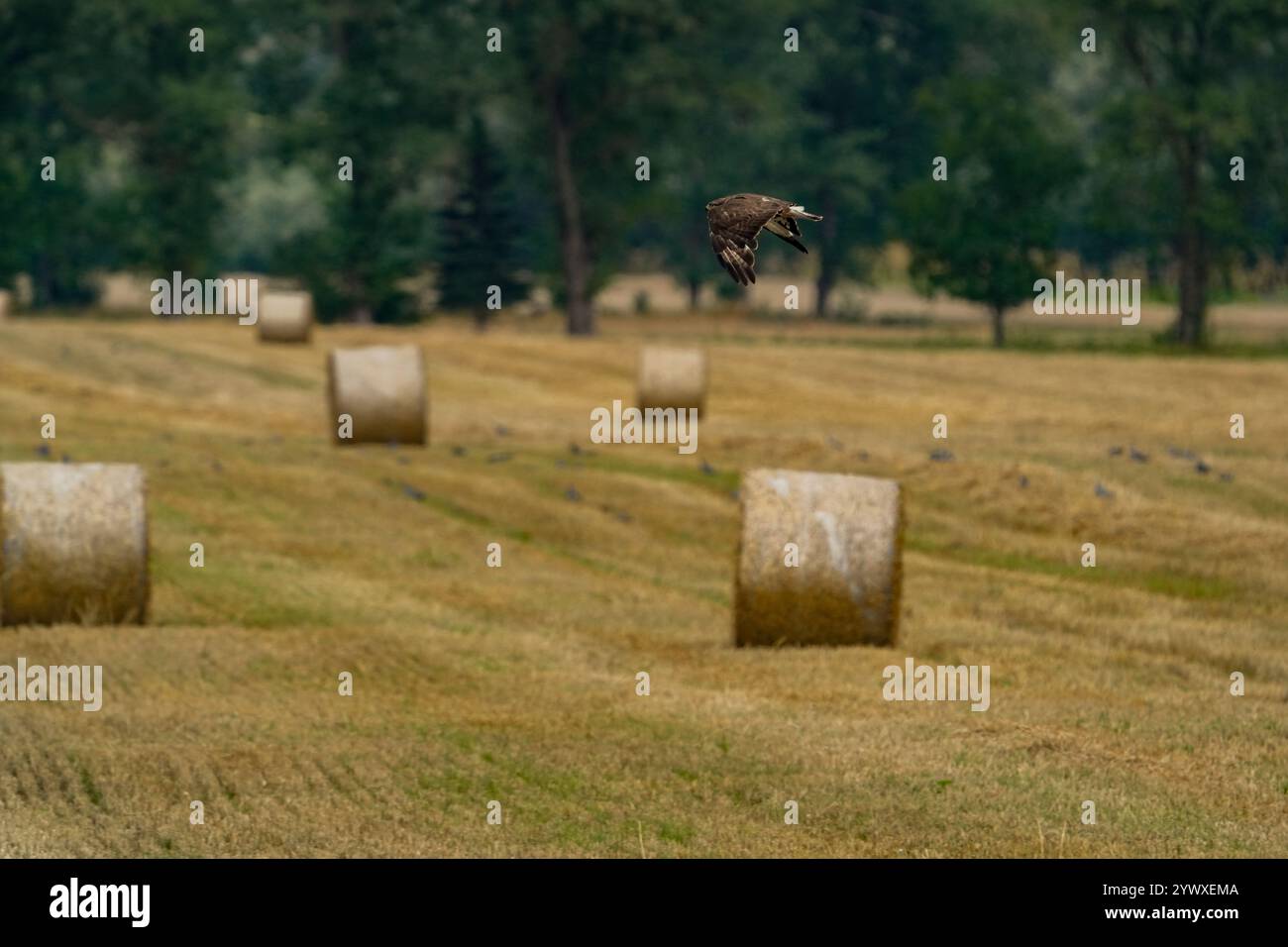 A hawk flying over bales of straw left after the harvest in a field ...