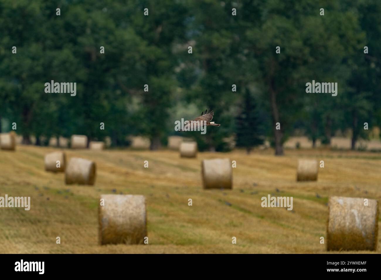 A hawk flying over bales of straw left after the harvest in a field ...