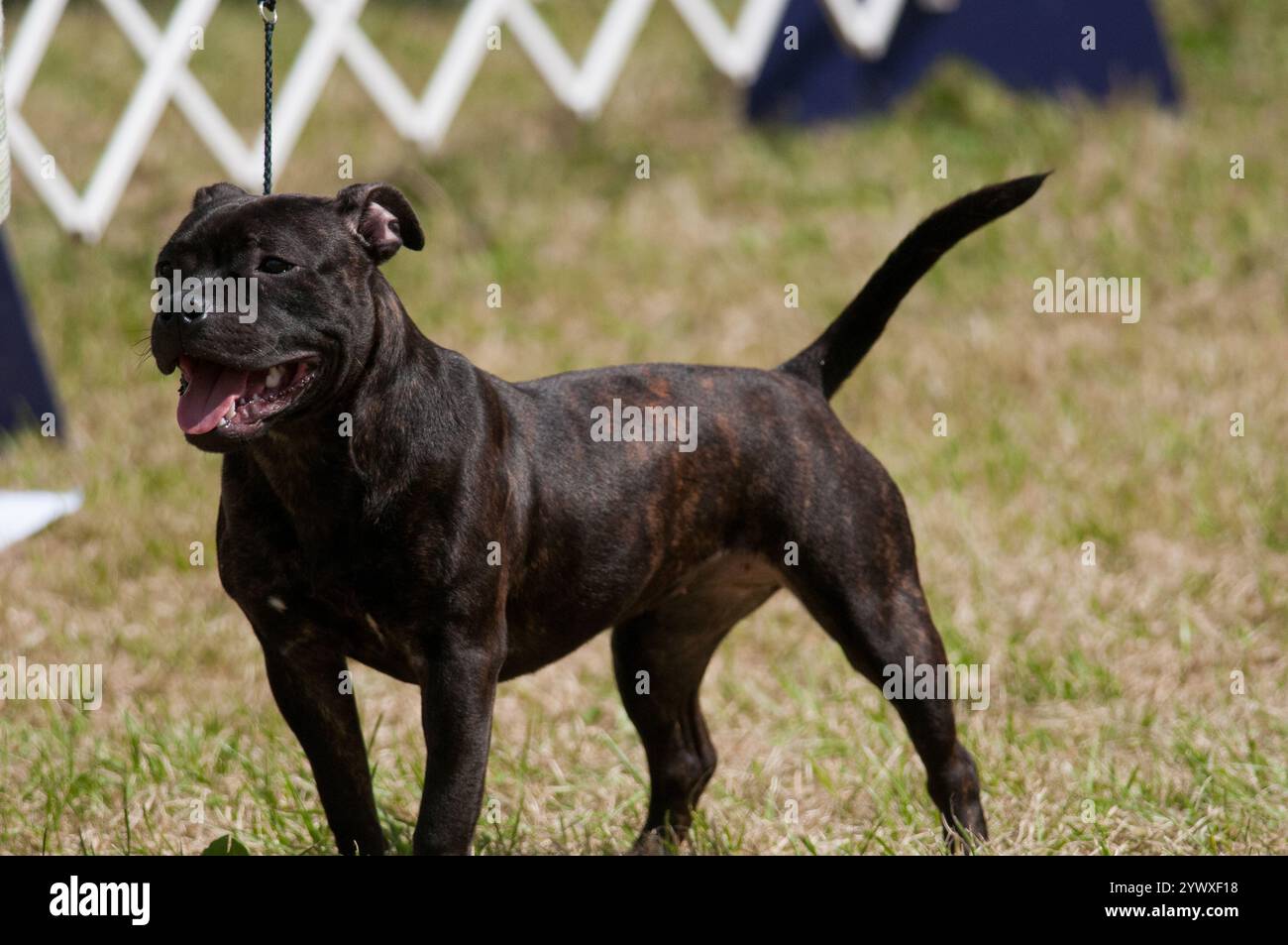 Staffordshire Bull Terrier standing ready at a dog show in New York ...
