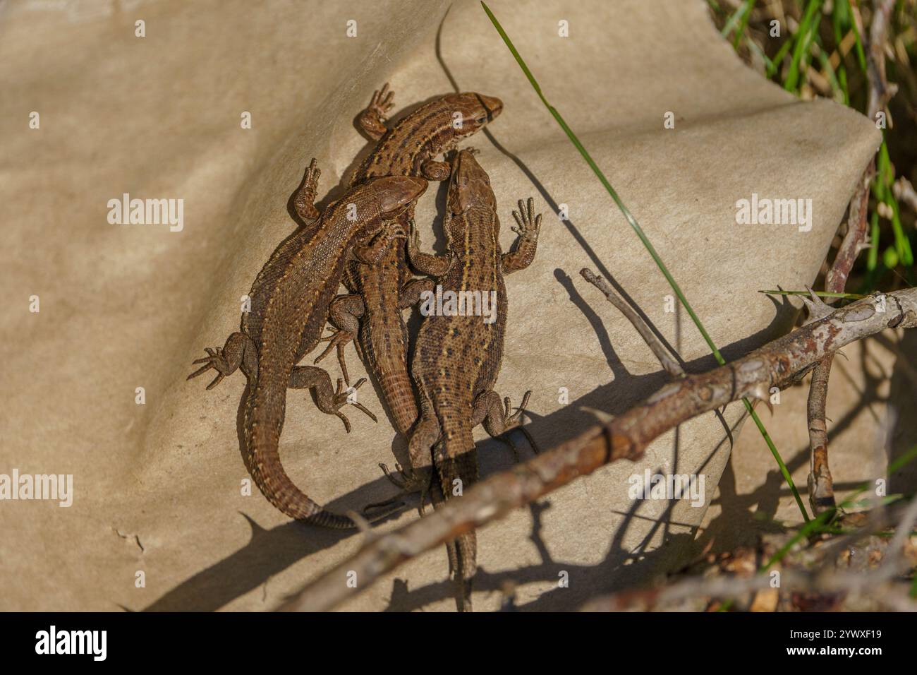 Three little brown lizards bask in the sun on a piece of cardboard ...