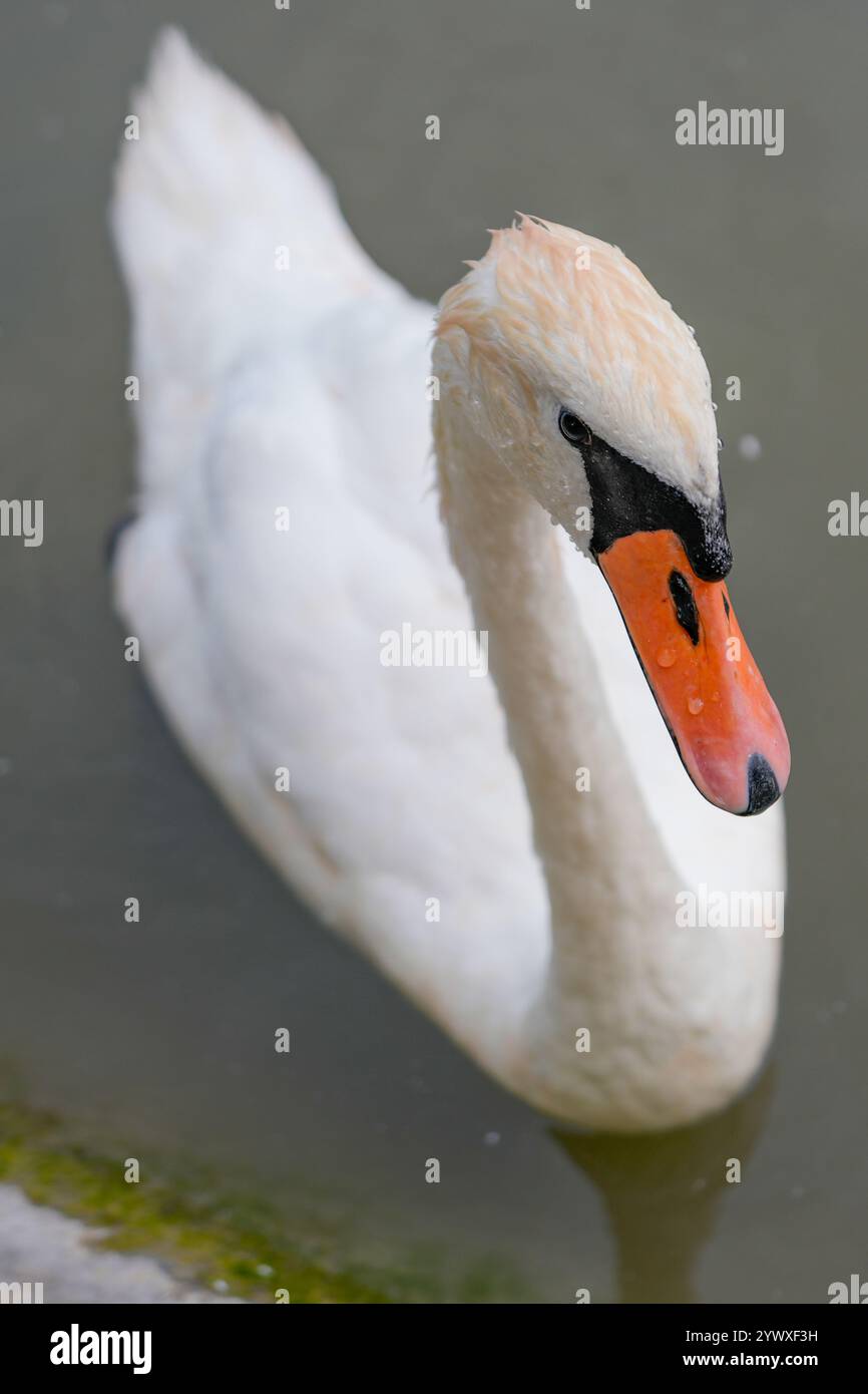 Beautiful swan showing off and swimming on a calm lake, close to people ...