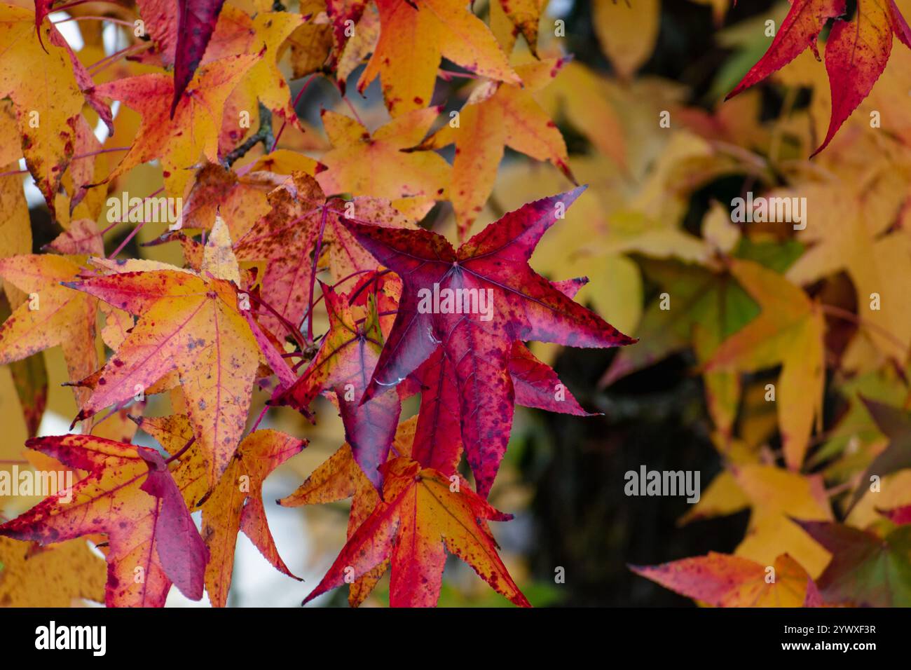 Sweetgum, liquidambar tree or copalm balsam with fall foliage and seeds ...