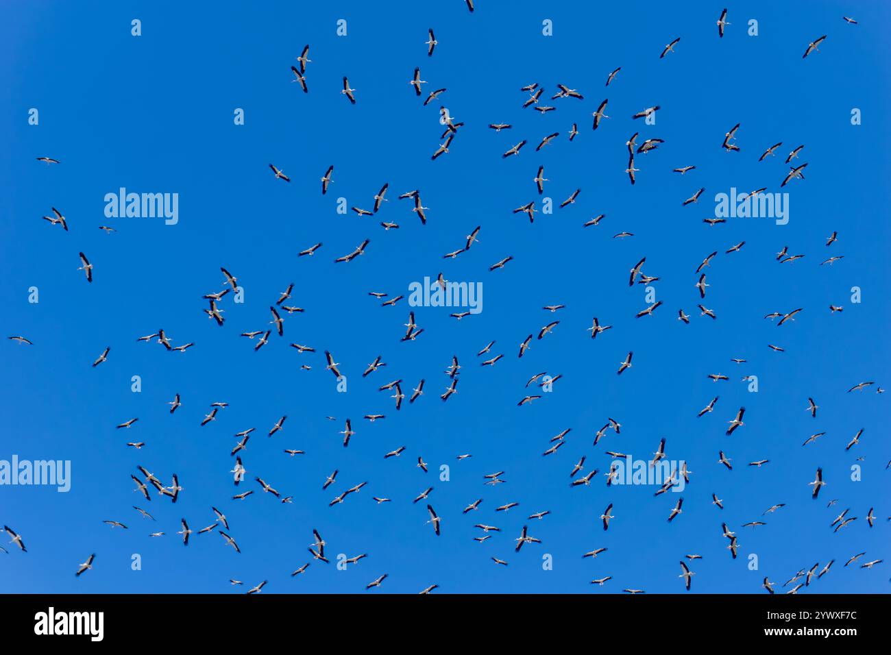 Flock of Stork Flying In The Clear Sky. Birds Migrate Across a Clear ...