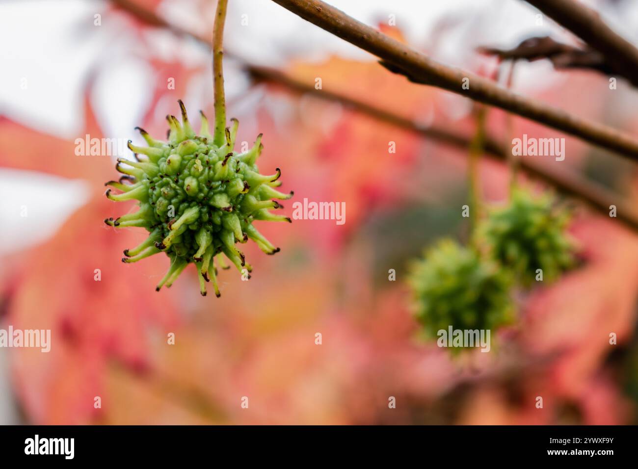 Storax Tree Fruit