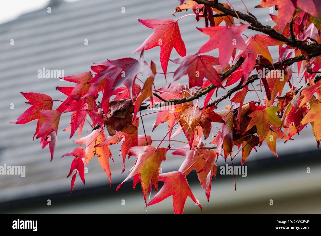 Sweetgum, liquidambar tree or copalm balsam with fall foliage and seeds ...