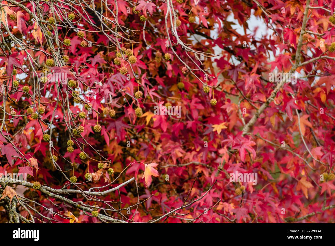 Sweetgum, liquidambar tree or copalm balsam with fall foliage and seeds ...