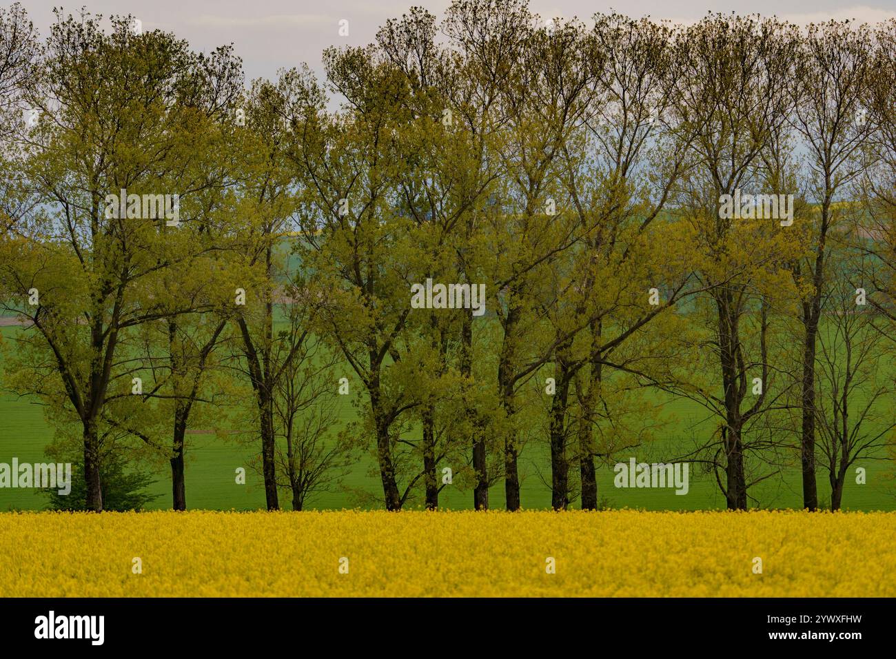 A straight row of trees growing between different fields of crops Stock ...
