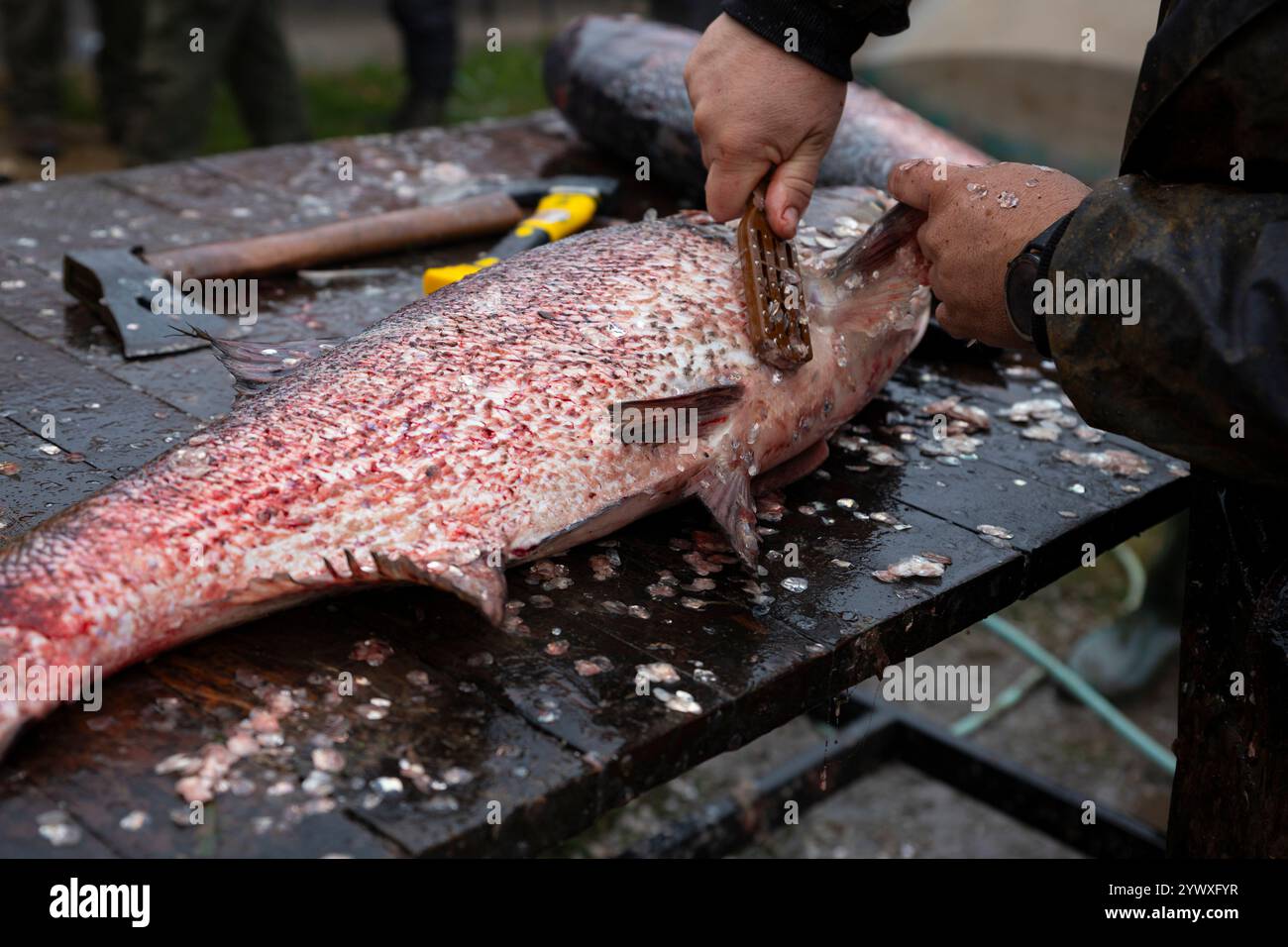 Fisherman filleting Bighead carp fish by the lake. Hypophthalmichthys ...