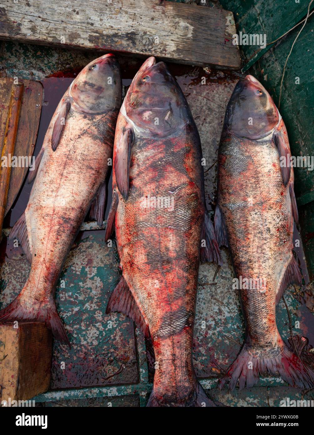 Bighead carp fish in the fishing boat. Hypophthalmichthys is a genus of large cyprinid fish ...