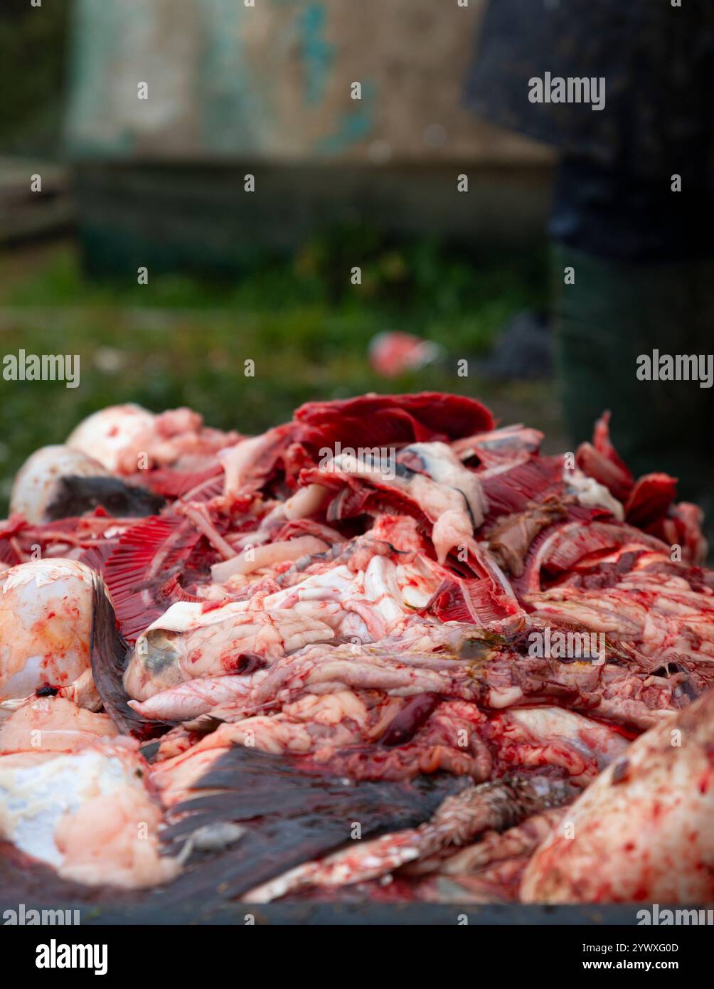 Bighead carp fish guts after processing in the bucket ...