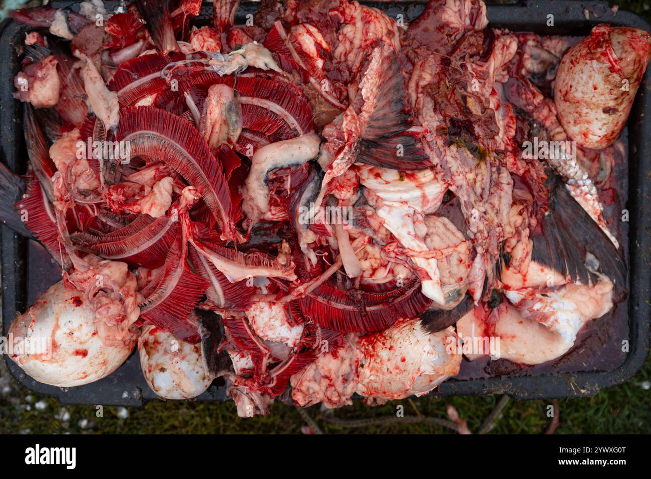 Bighead carp fish guts after processing in the bucket ...
