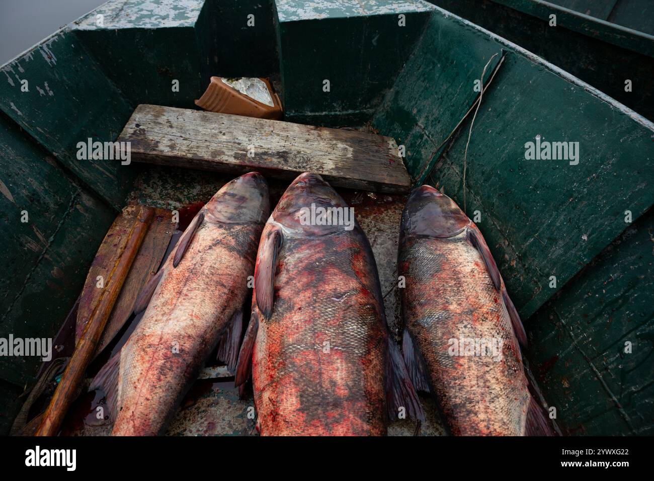 Bighead carp fish in the fishing boat. Hypophthalmichthys is a genus of ...