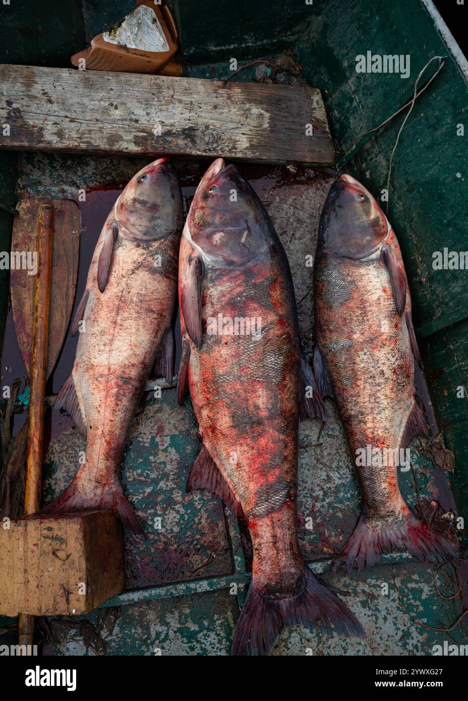 Bighead carp fish in the fishing boat. Hypophthalmichthys is a genus of ...