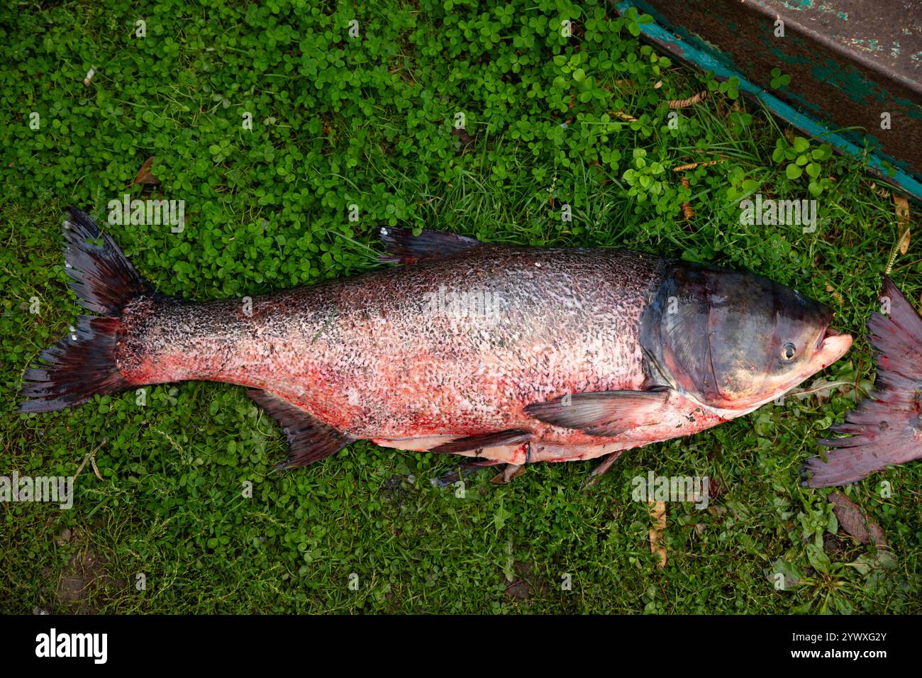 Bighead carp fish on the lakes shore. Hypophthalmichthys is a large ...