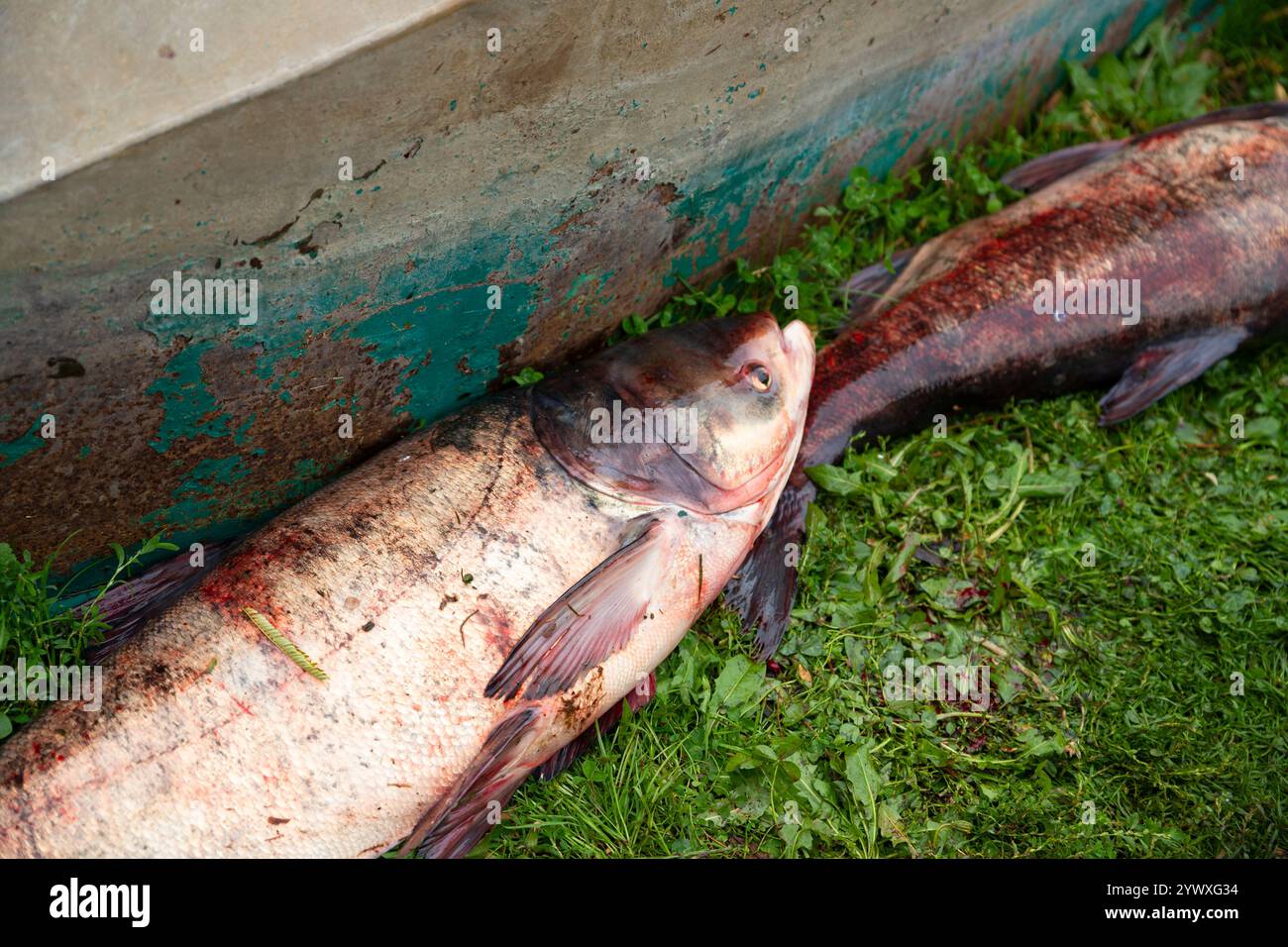 Bighead carp fish on the lakes shore. Hypophthalmichthys is a large ...