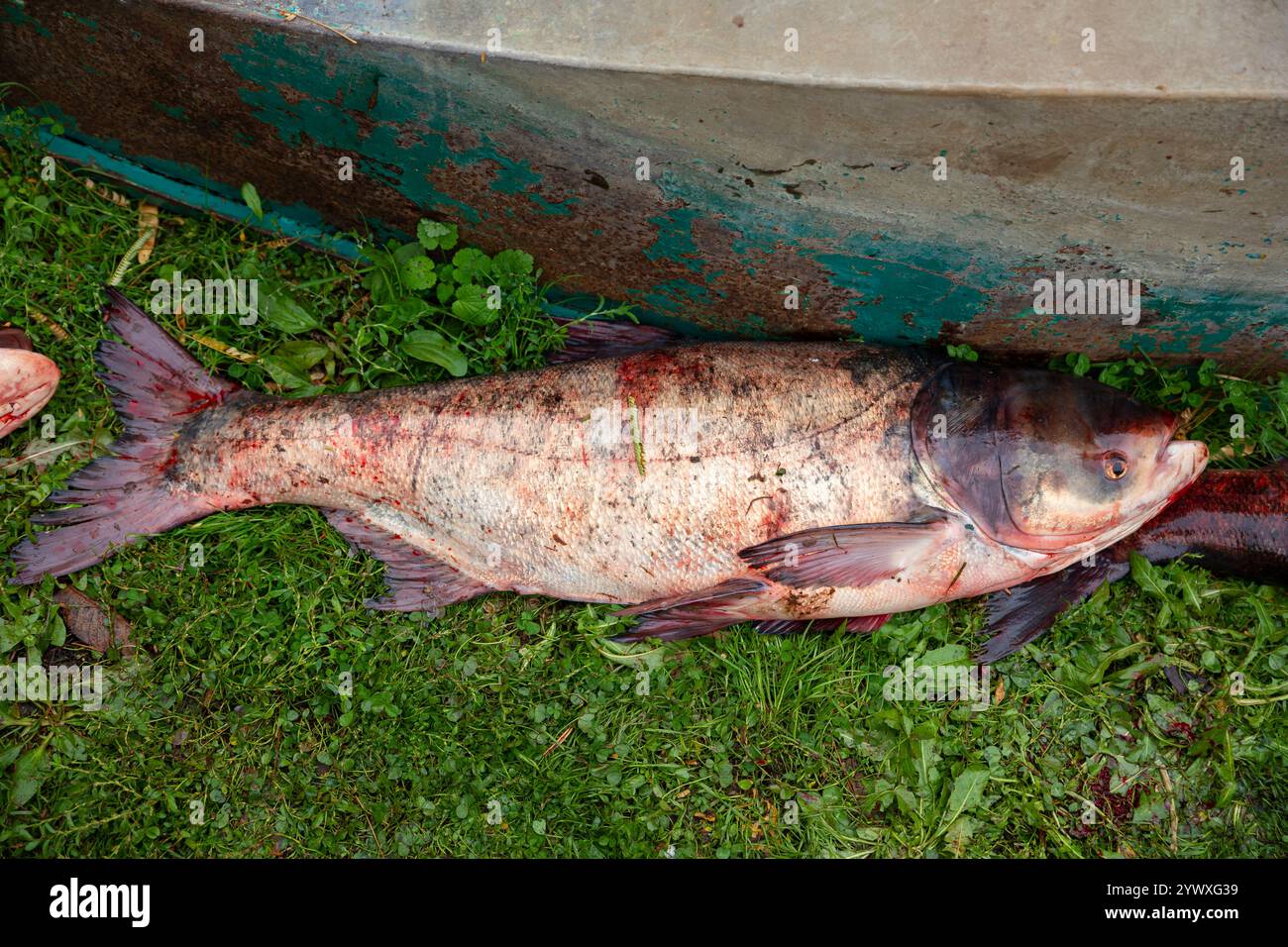 Bighead carp fish on the lakes shore. Hypophthalmichthys is a large ...