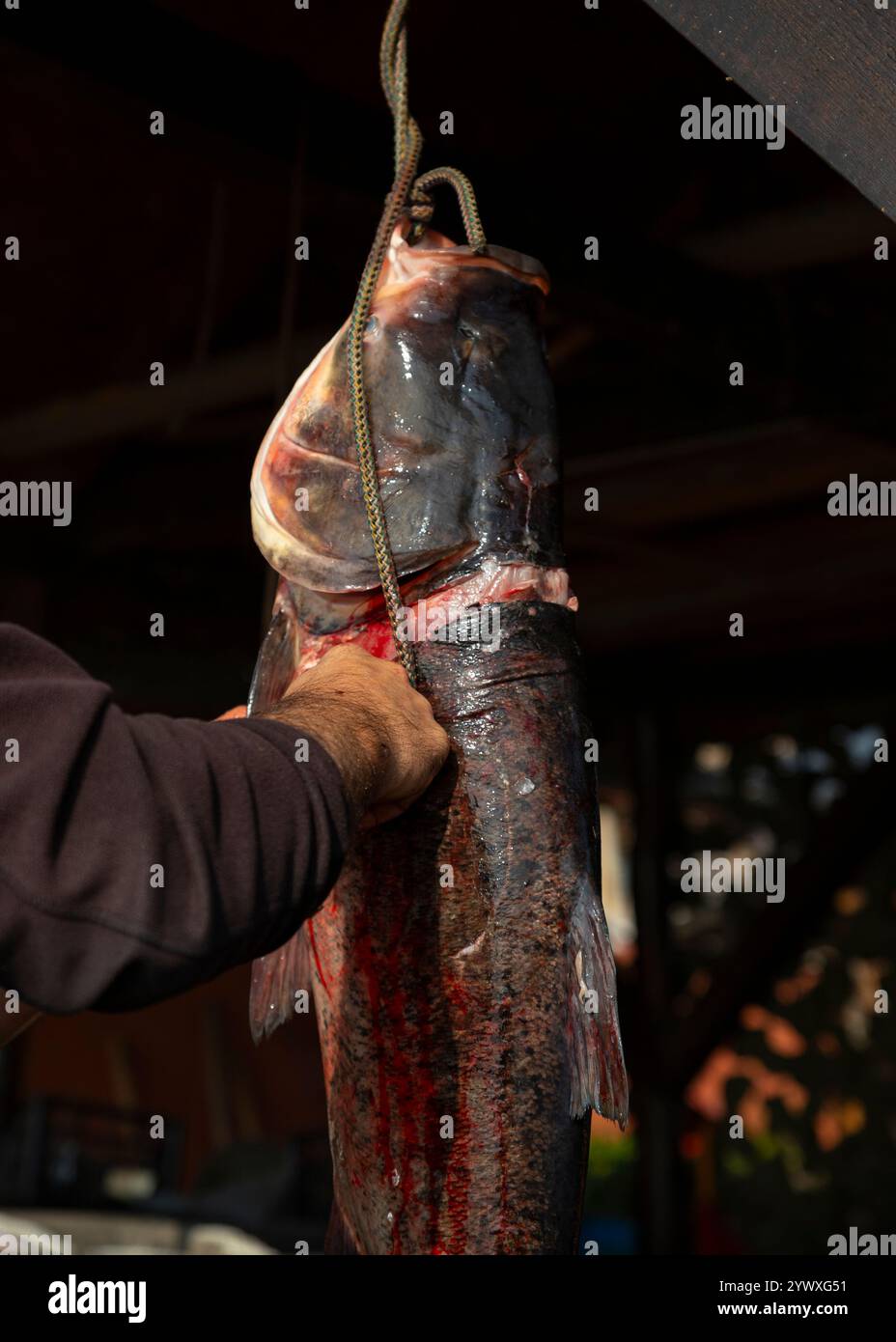 Fisherman skinning bighead carp fish. Hypophthalmichthys is a genus of ...