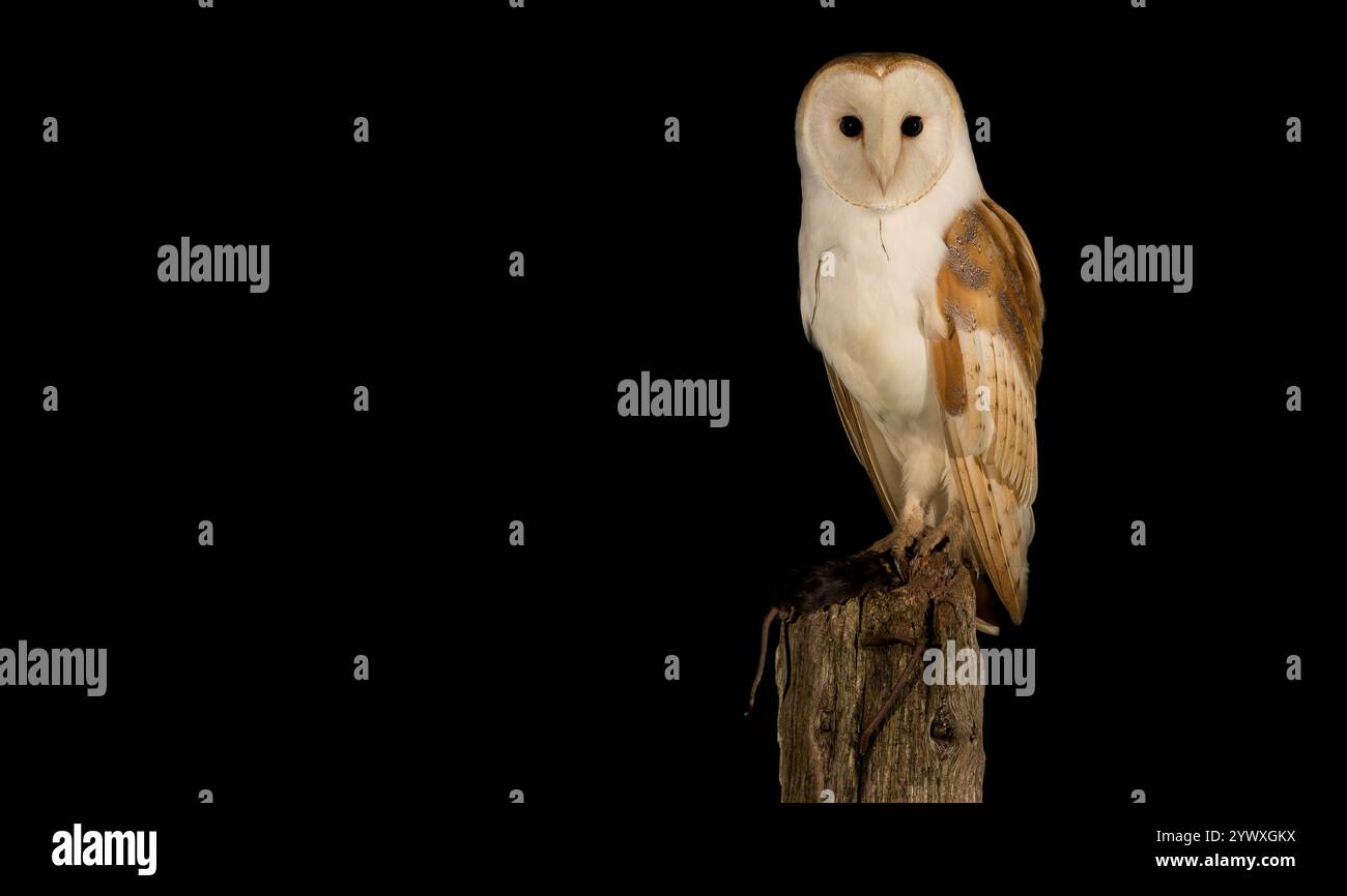 Wings calm white owl hi-res stock photography and images - Alamy