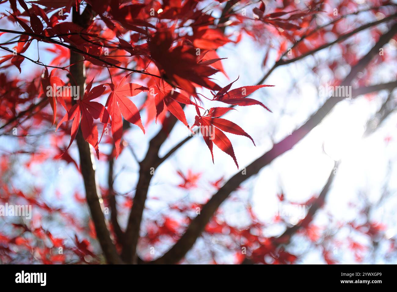 Close up shot backlit plants hi-res stock photography and images - Alamy