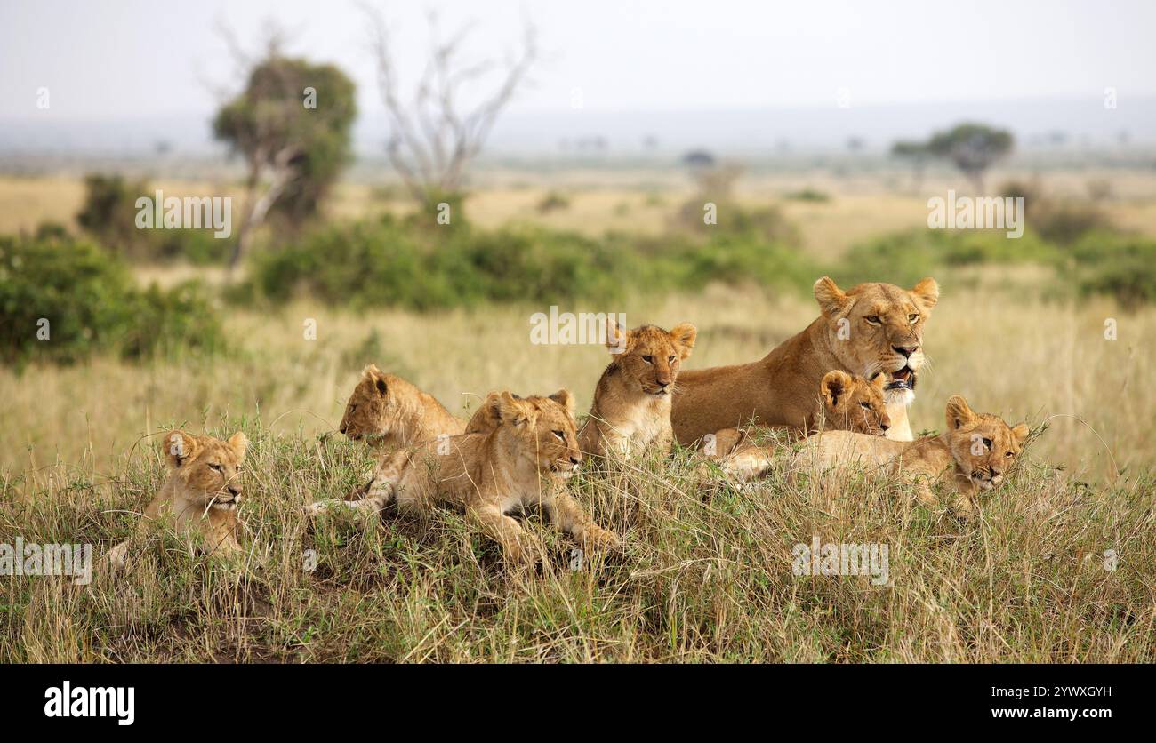 Group of Female Lions with Cubs Resting on the African Savanna Stock ...