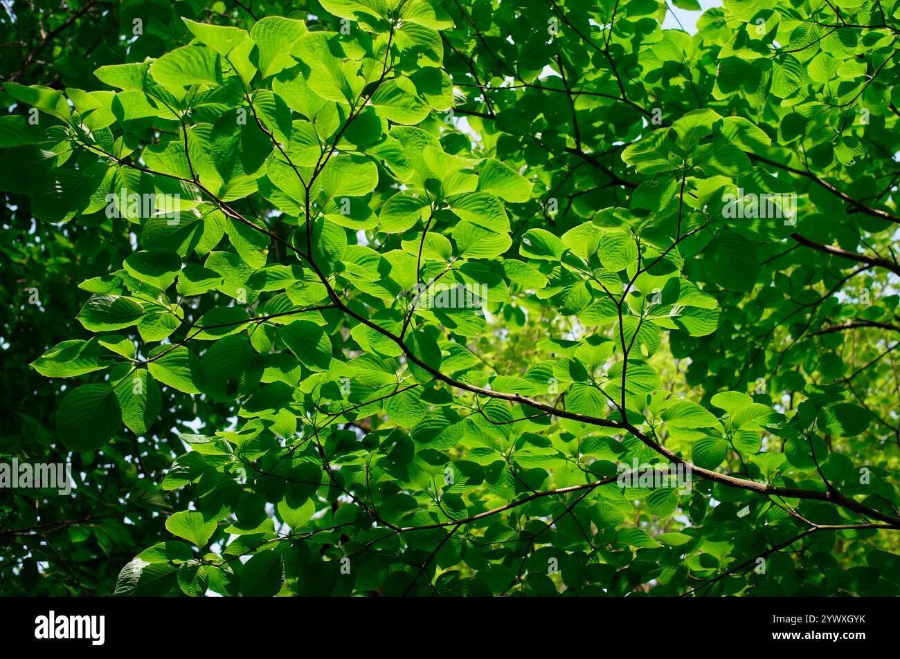 Lush green woodland sunlight hi-res stock photography and images - Alamy