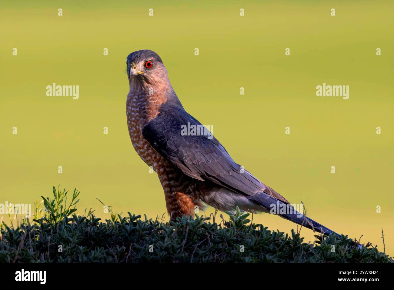 Sharp shinned hawk red eyes hi-res stock photography and images - Alamy