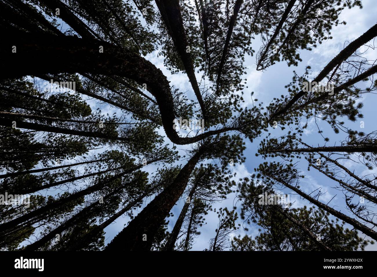 Vertical upward view hi-res stock photography and images - Alamy