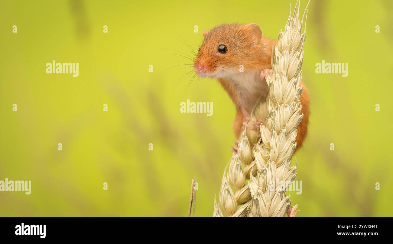 Wild mouse climbing on an agricultural plantation Stock Photo - Alamy