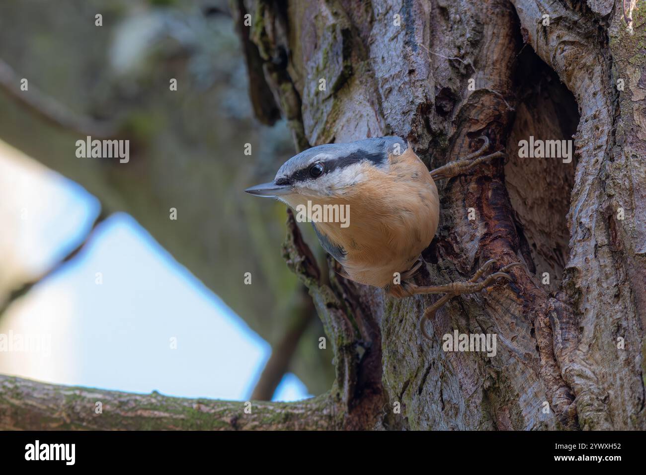 Beautiful nuthatch sitting in hi-res stock photography and images - Alamy