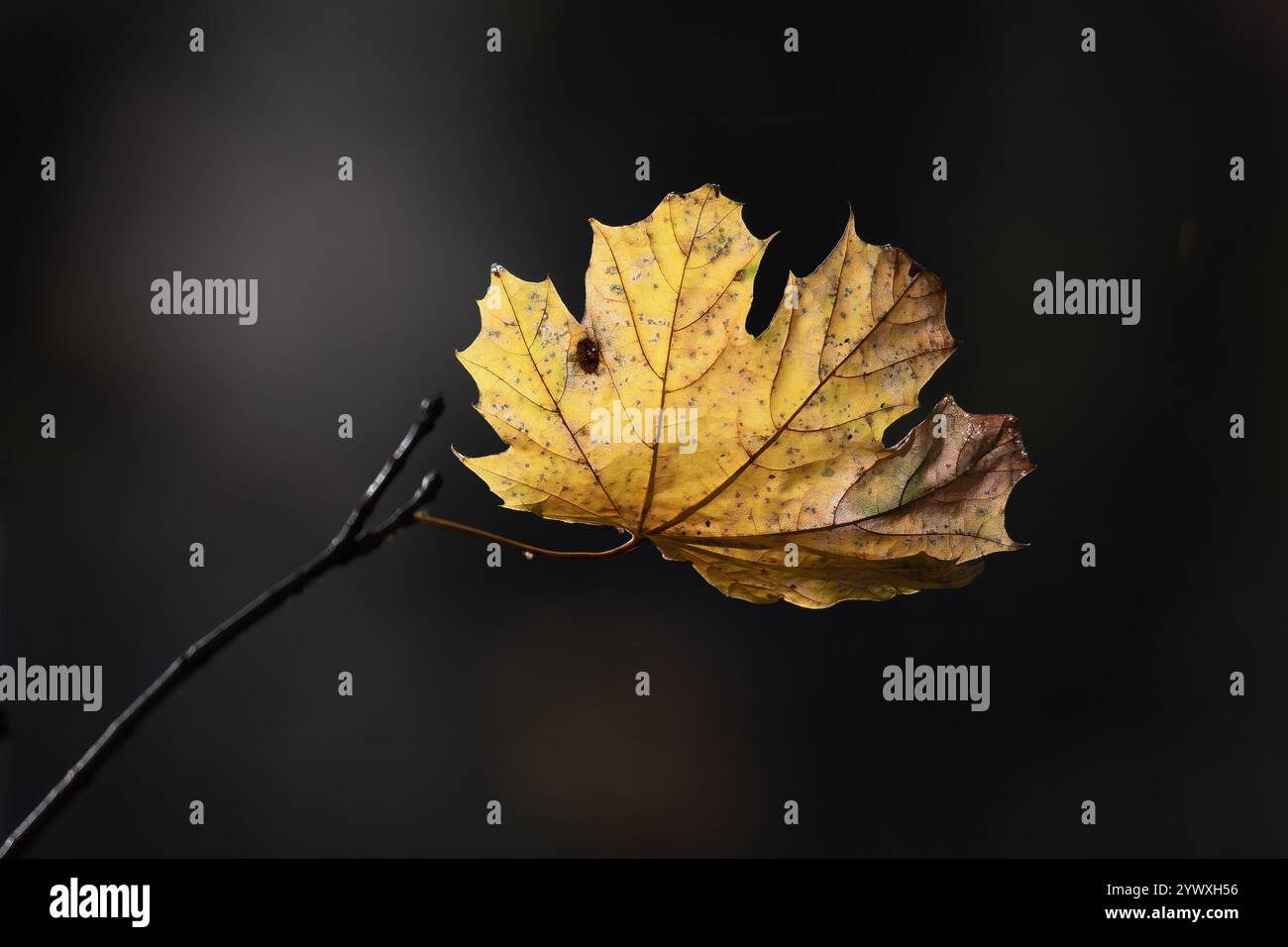 Autumn single leaf on branch hi-res stock photography and images - Alamy