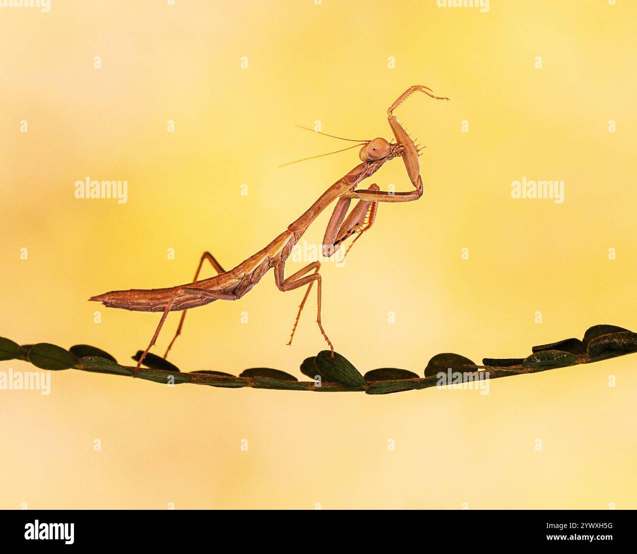 Praying mantis crawling hi-res stock photography and images - Alamy