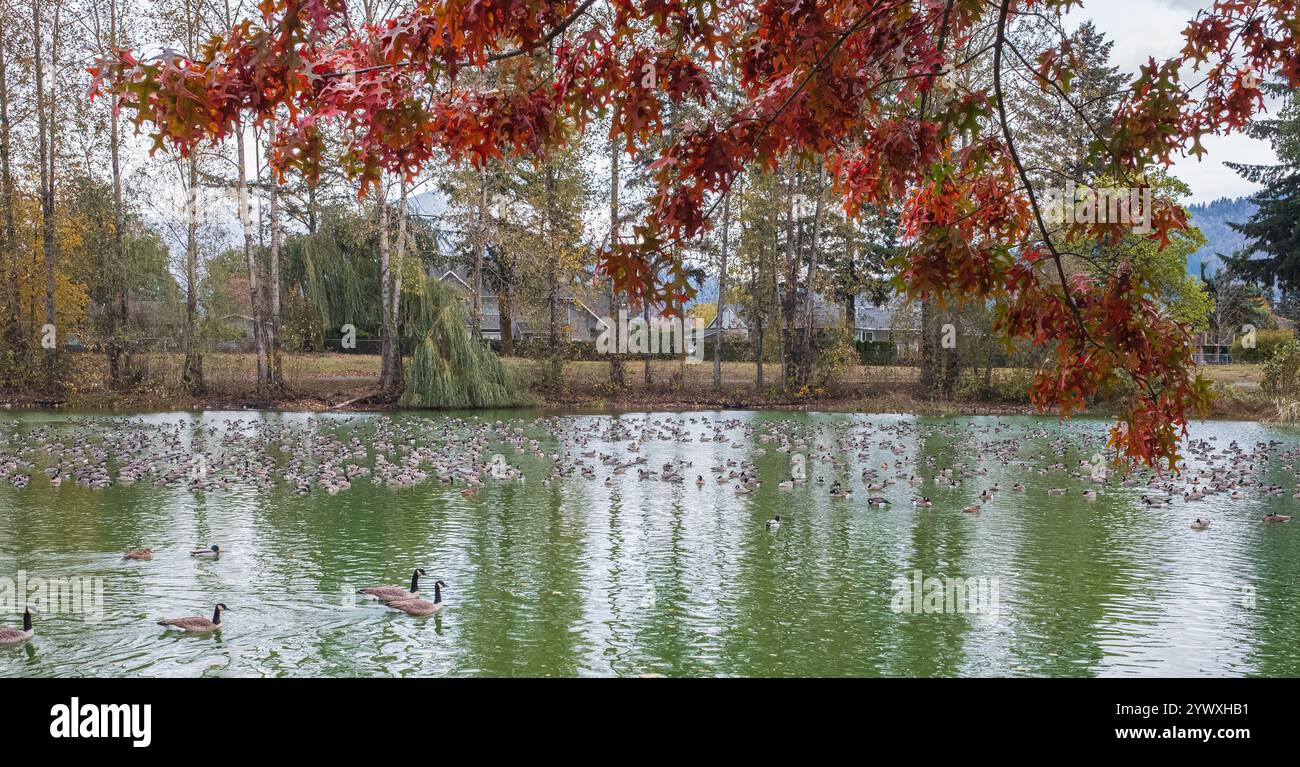 Flock of Canada geese swimming in the lake. Canadian goose. Migrating ...
