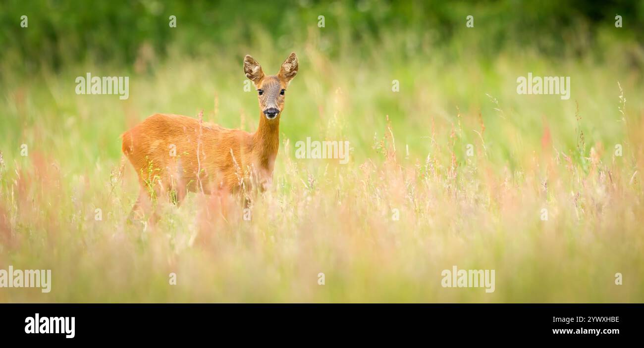 Graceful deer standing hi-res stock photography and images - Alamy