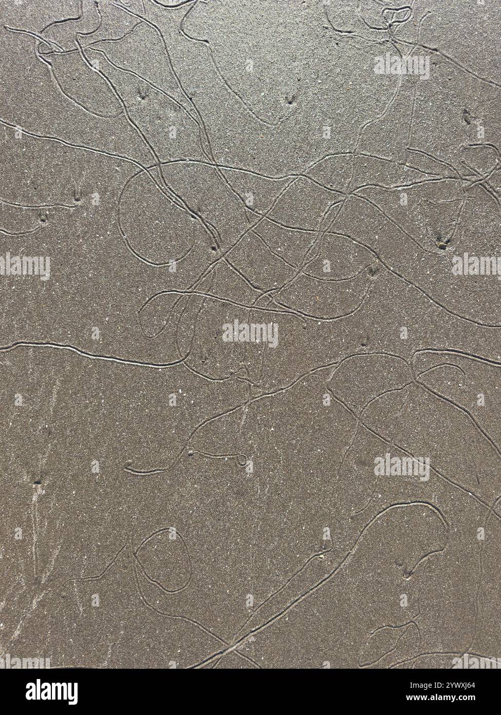 Showcasing unique surface patterns hi-res stock photography and images ...