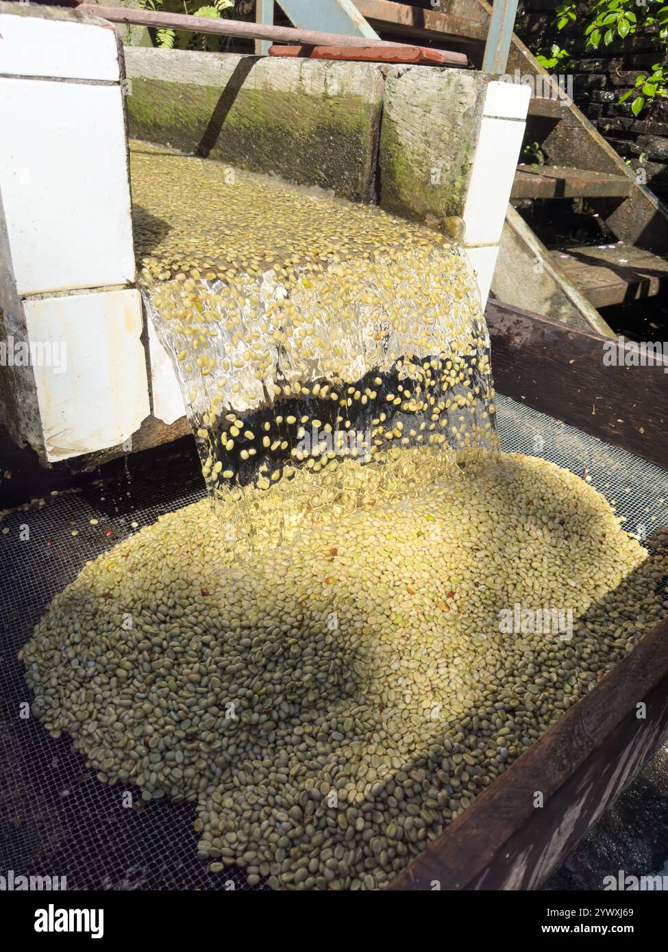 Coffee washing hi-res stock photography and images - Alamy