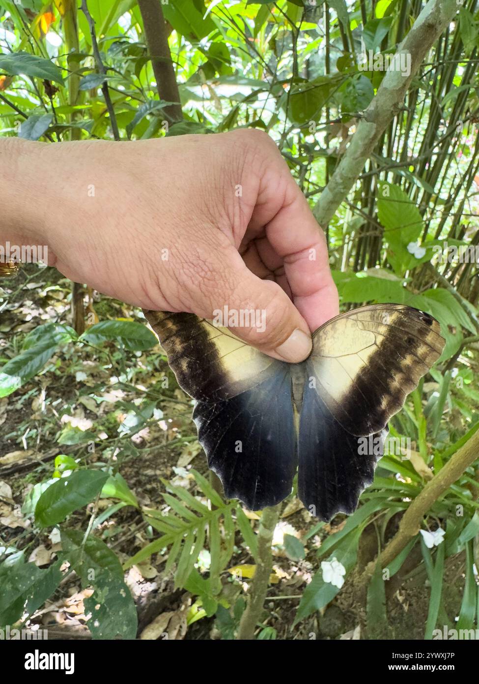 Person holds large butterfly with striking colors in lush tropical ...