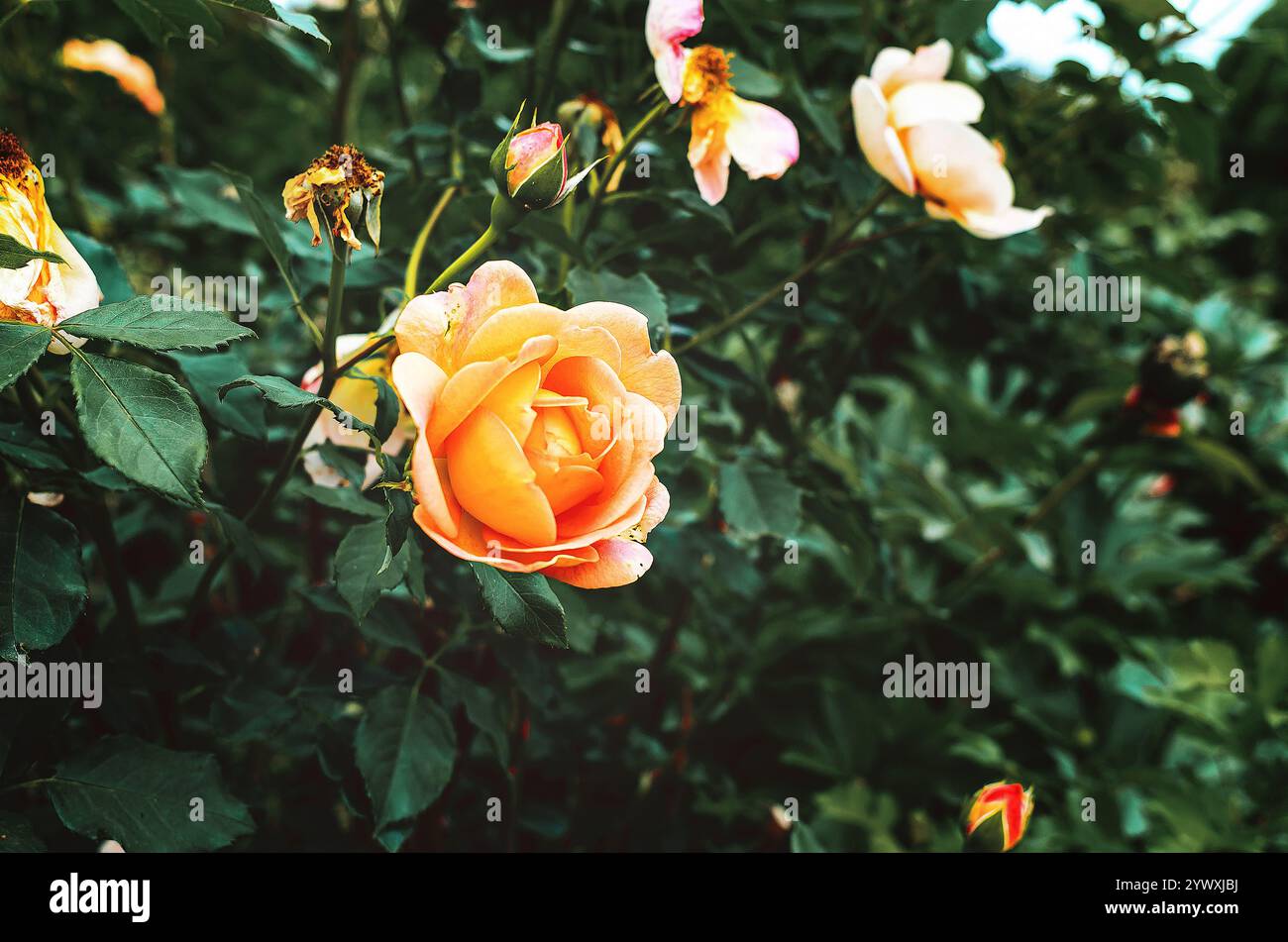 Peach Rose in Full Bloom with Bud Stock Photo - Alamy