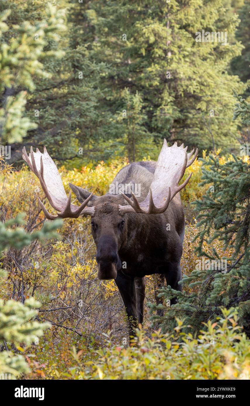 Alaska Yukon Bull Moose in Autumn in Denali National Park Alaska Stock ...