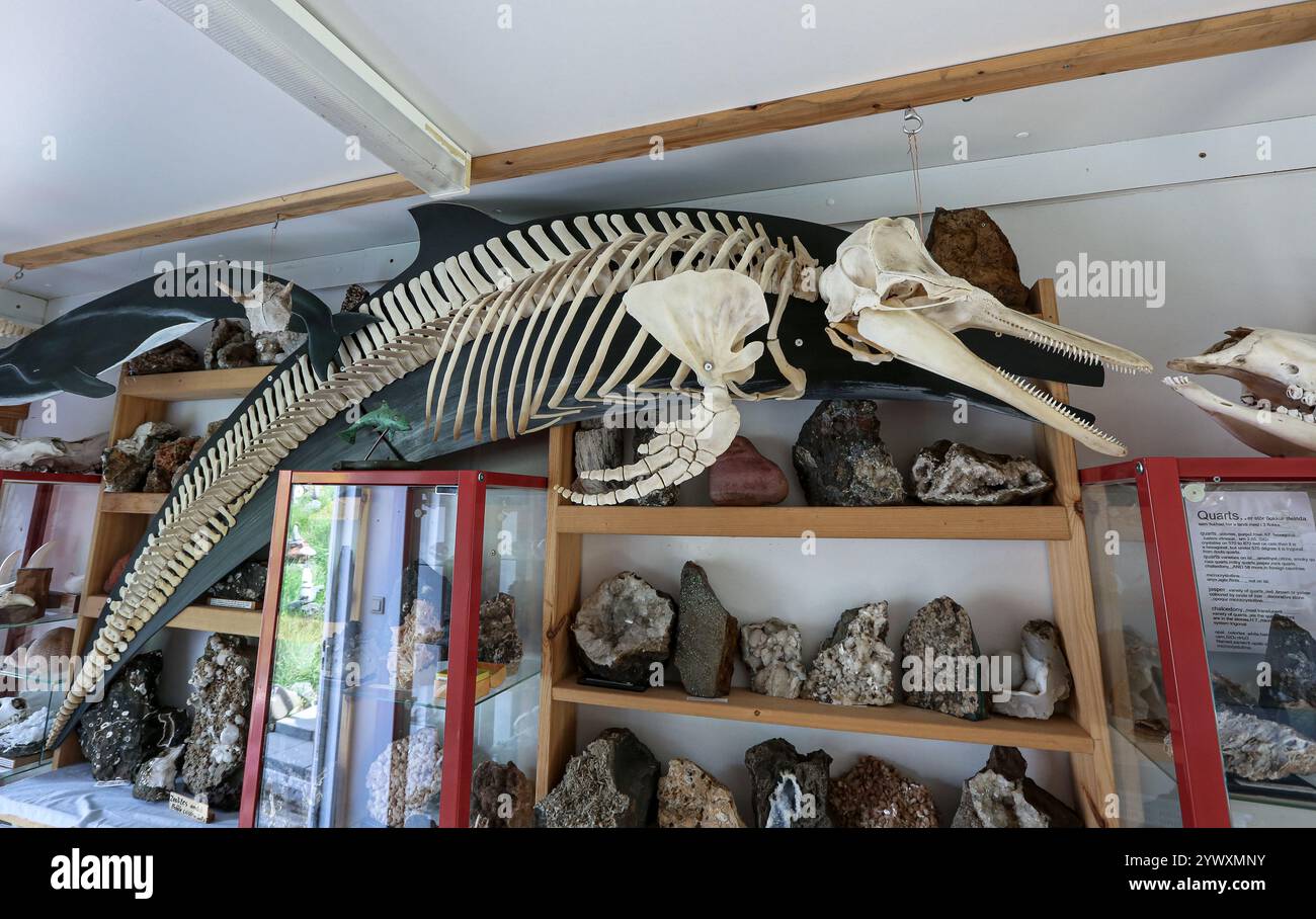 Dolphin skeleton, Djupivogur, Iceland Stock Photo - Alamy