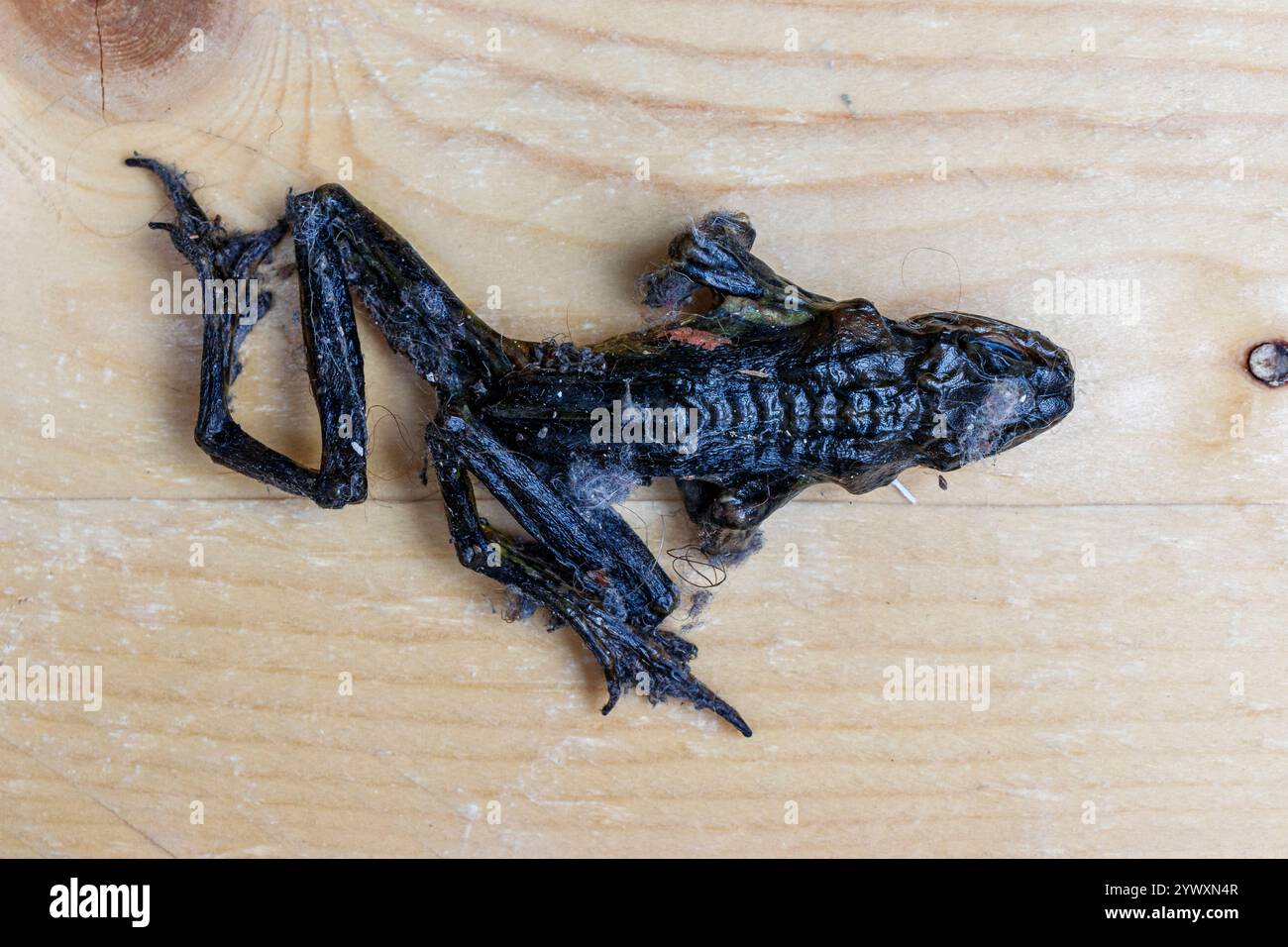 A dessicated dead frog, covered in dust and fluff, died tucked away ...