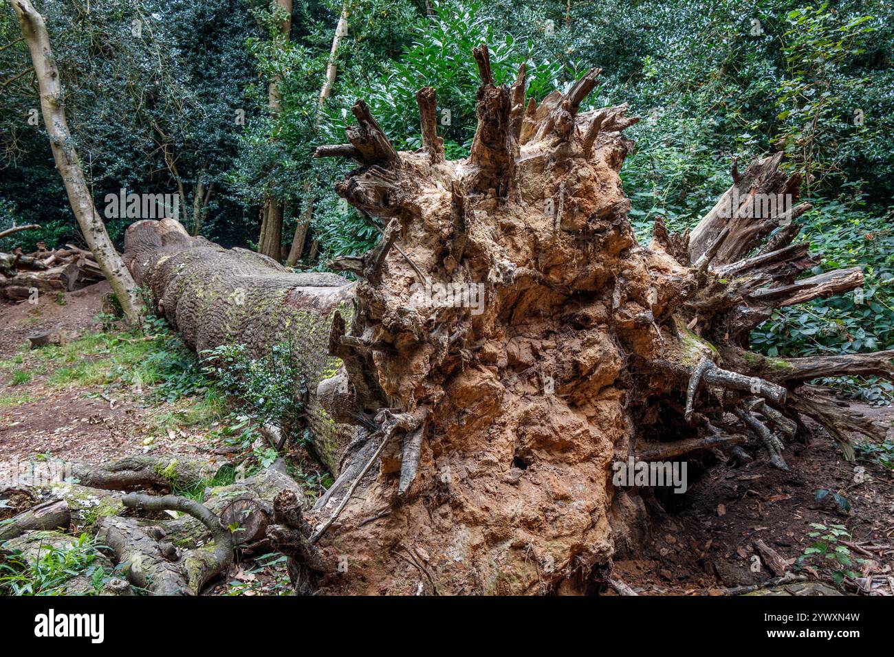 The exposed root system of a fallen tree, London, UK Stock Photo - Alamy