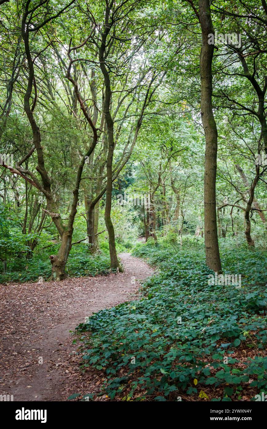 A path winding through the woods, London, UK Stock Photo - Alamy