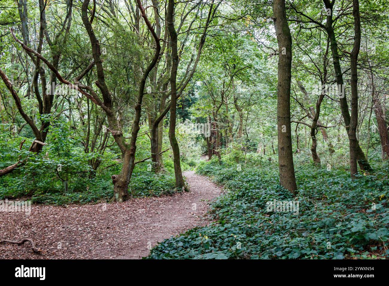 A path winding through the woods, London, UK Stock Photo - Alamy