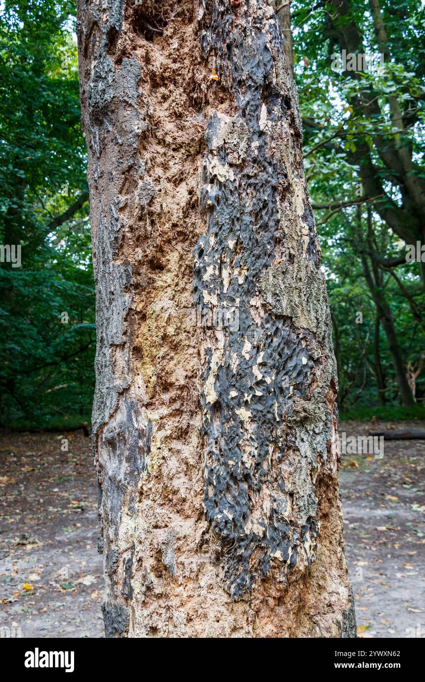 Dead and rotten tree hi-res stock photography and images - Alamy