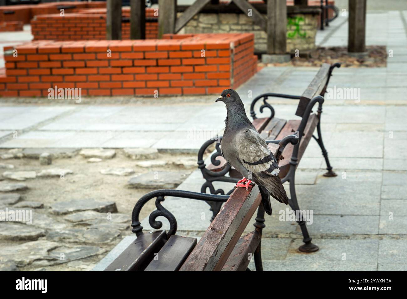 Pigeon on street in city hi-res stock photography and images - Alamy