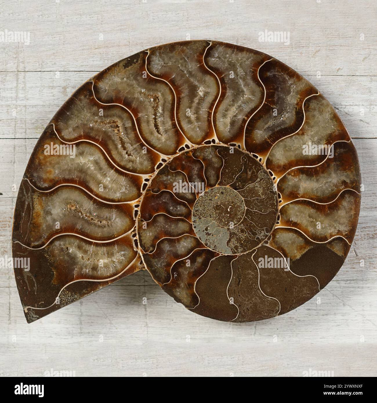 Fossilized Ammonite, remains of ancient mollusc of the order ...